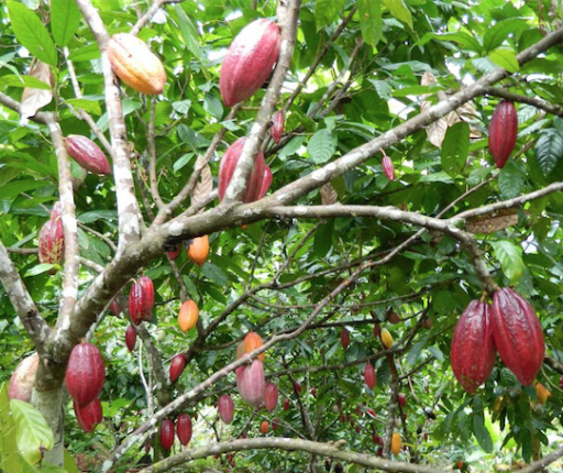 Cacau Cabruca do sul da Bahia - Slow Food Brasil