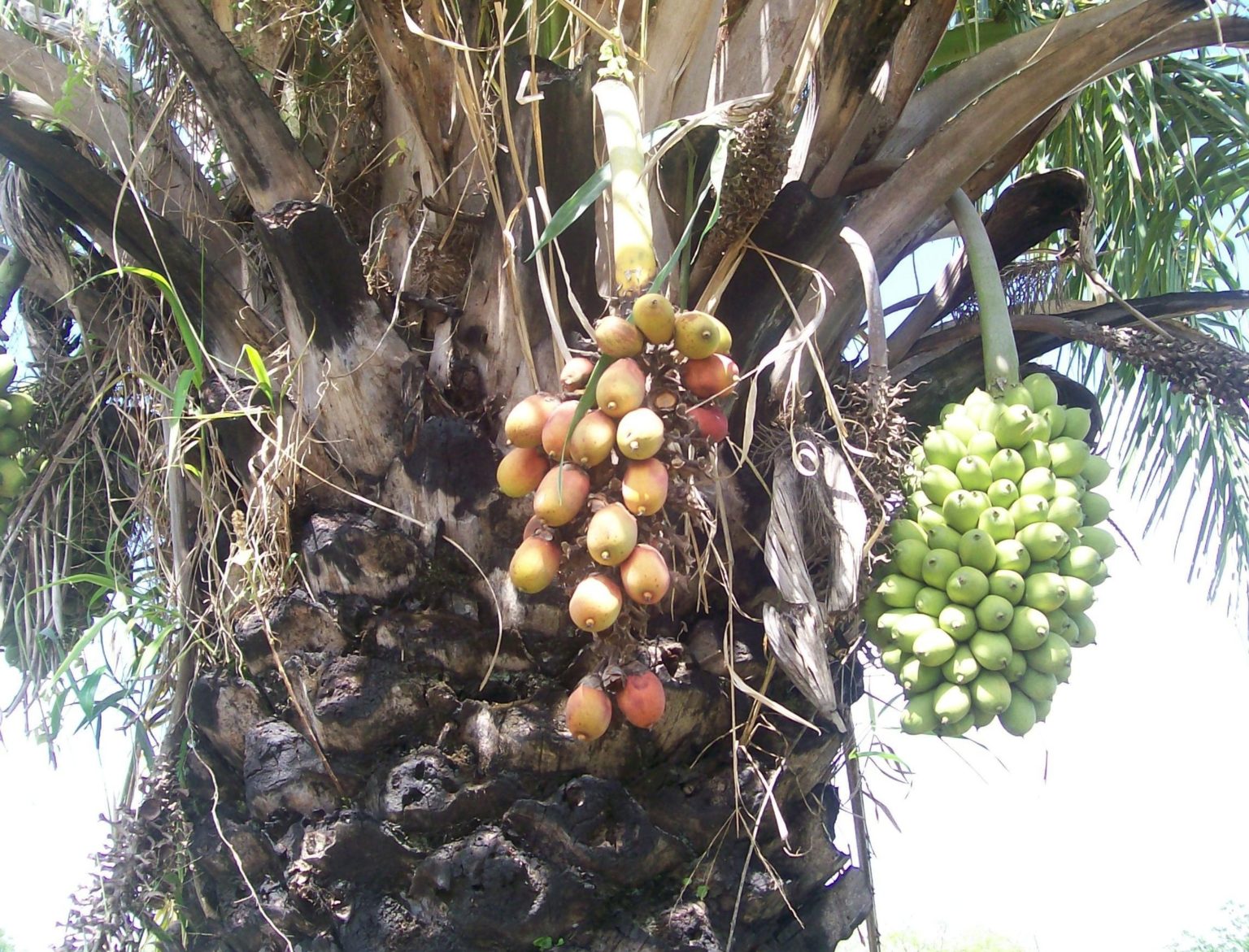 Guariroba - Slow Food Brasil