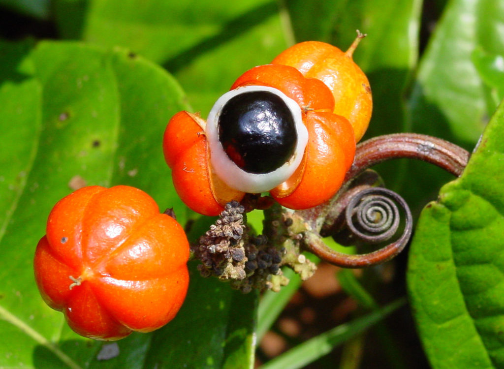 Cará-Roxo - Slow Food Brasil