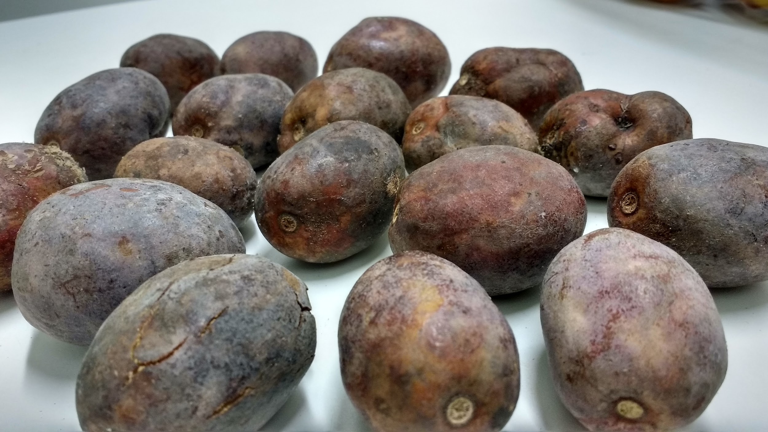 Uxi - Slow Food Brasil