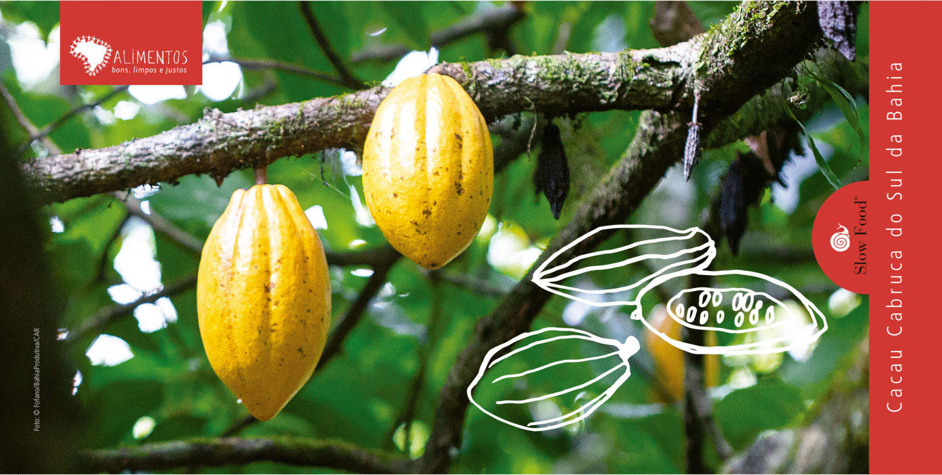 Mel de abelha nativa, chocolate, azeite de dendê… quem tem? - Slow Food ...