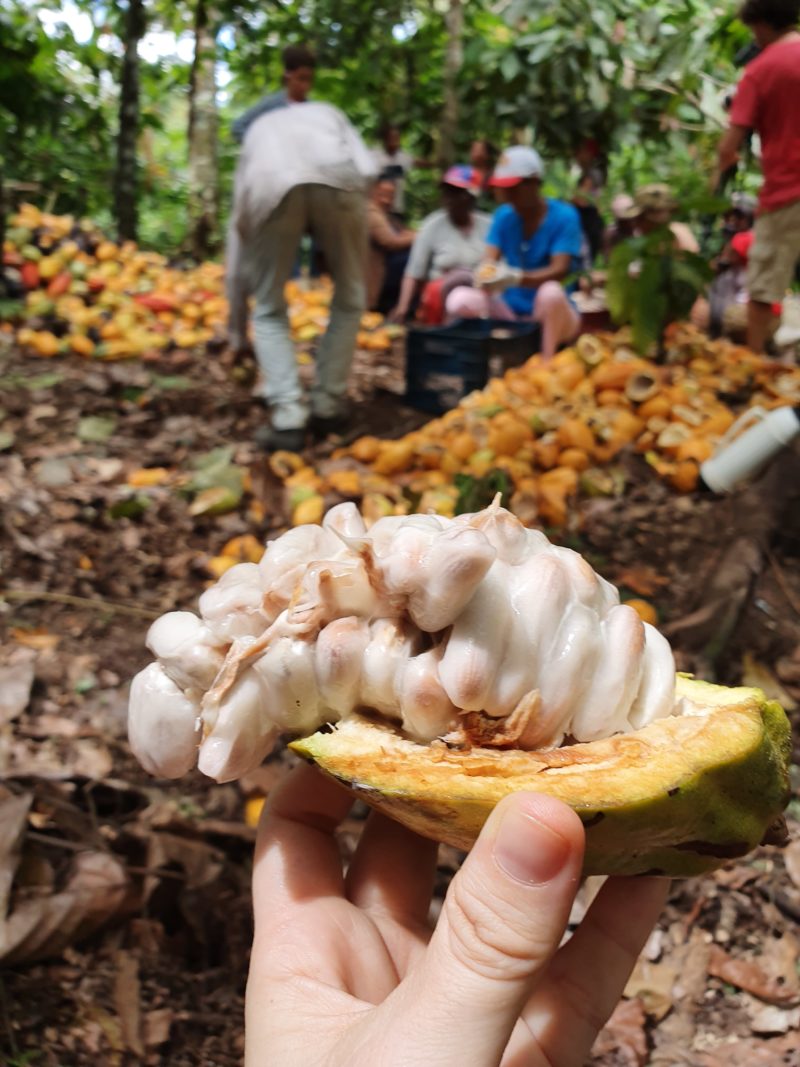 'Eu' também 'só quero chocolate', mas qual escolher? - Slow Food Brasil
