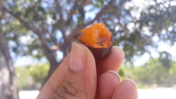 Puçá - Slow Food Brasil